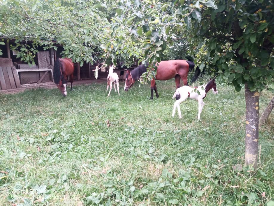 Paint ždrijebe višebojno u Zagrebu