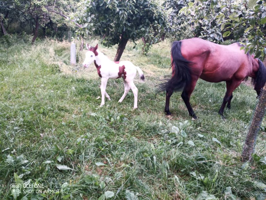 Paint ždrijebe trobojno sa plavim očima u Zagrebu