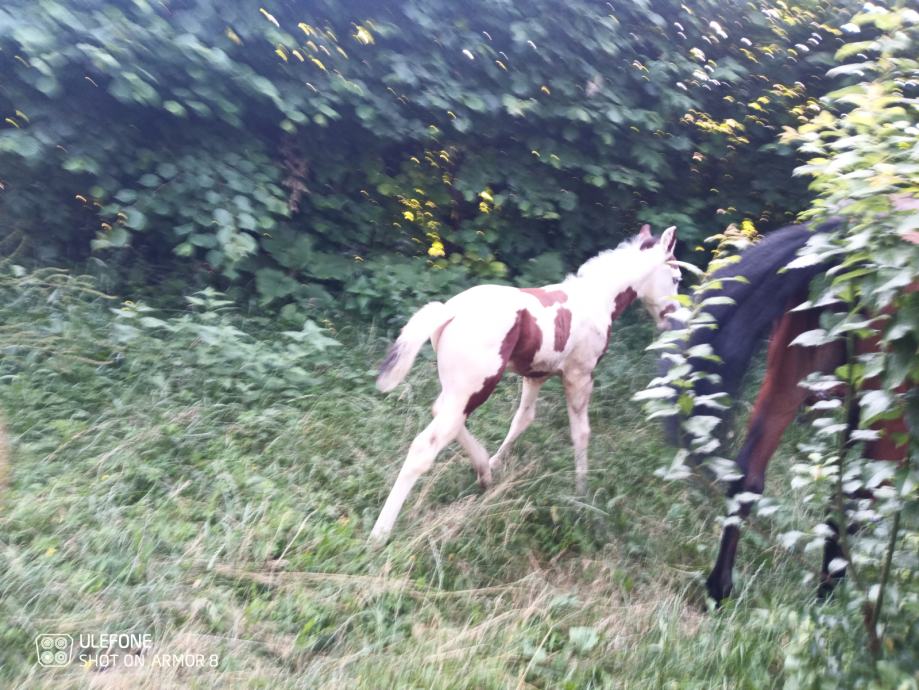 Paint ždrijebe trobojno sa plavim očima u Zagrebu