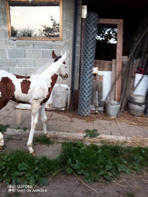 Paint ždrijebe trobojno sa plavim očima u Zagrebu