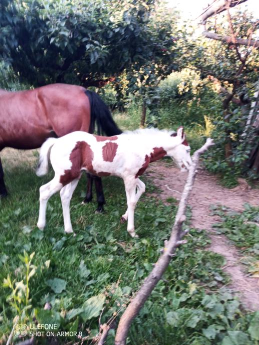 Paint ždrijebe trobojno sa plavim očima u Zagrebu