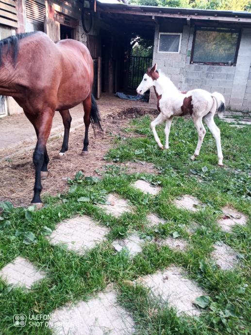Paint ždrijebe trobojno sa plavim očima u Zagrebu