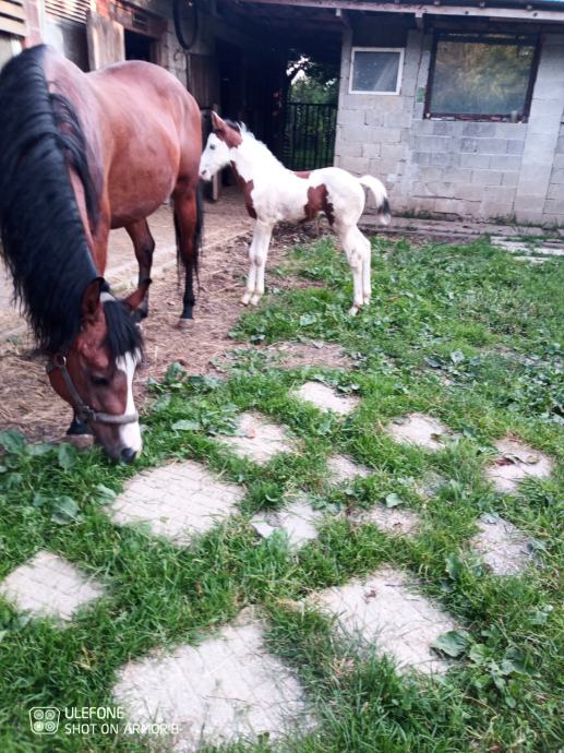 Paint ždrijebe trobojno sa plavim očima u Zagrebu