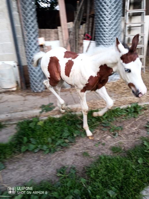 Paint ždrijebe trobojno sa plavim očima u Zagrebu