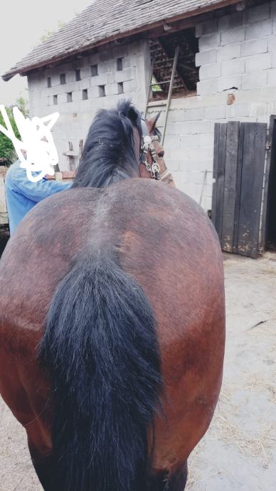 Pastuh Hrvatksi Posavac