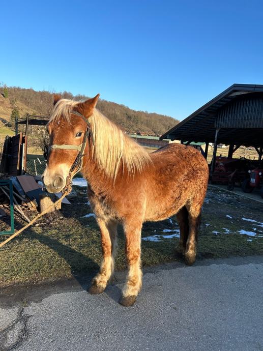 Pastuh hrvatski hladnokrvanjak