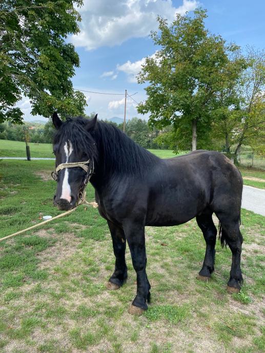 Pastuh hrvatski hladnokrvnjak
