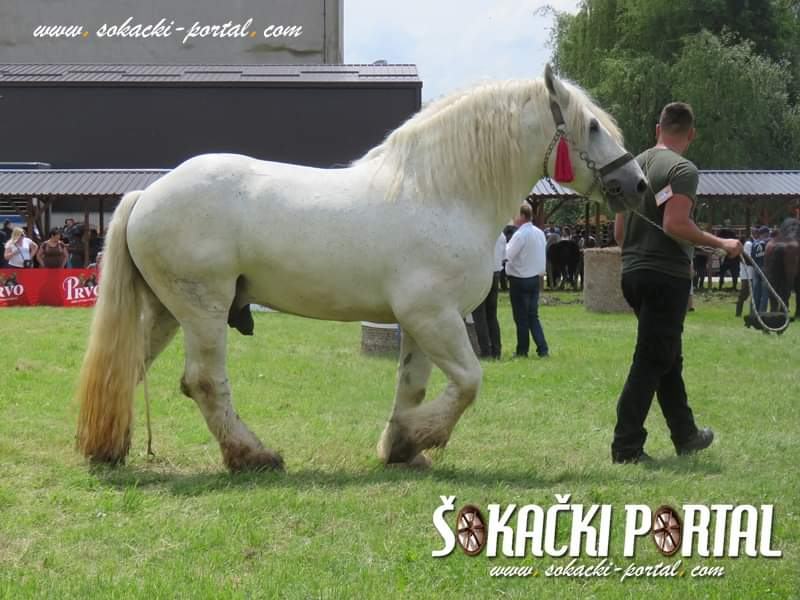 Pastuh Hrvatski hladnokrvnjak