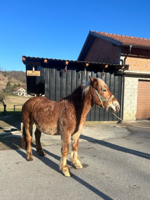 Pastuh hrvatski hladnokrvnjak