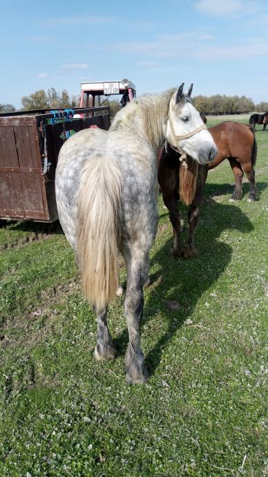 Pastuh hrvatski Posavac