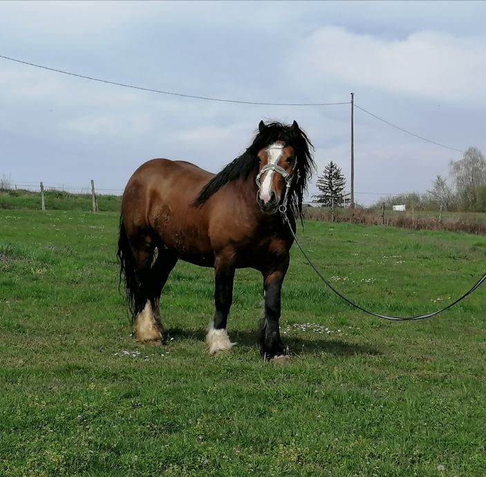 Pastuh hrvatski posavac