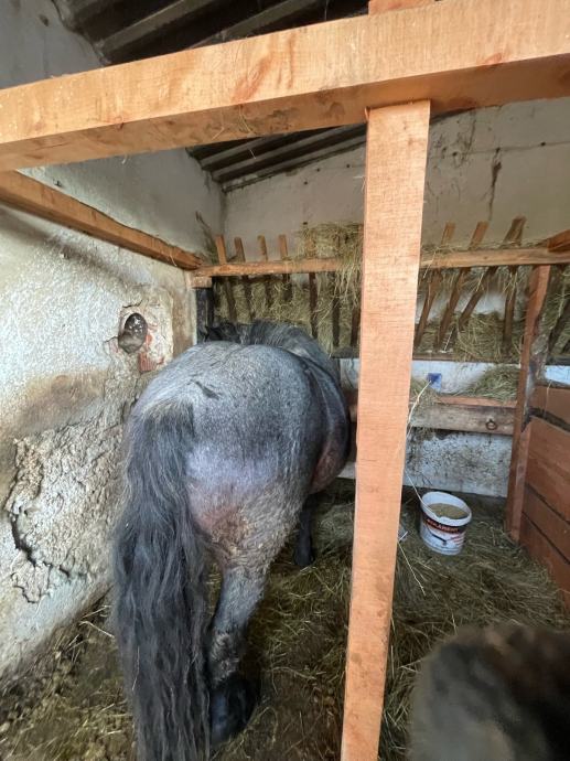 Pastuh Hrvatski Posavac