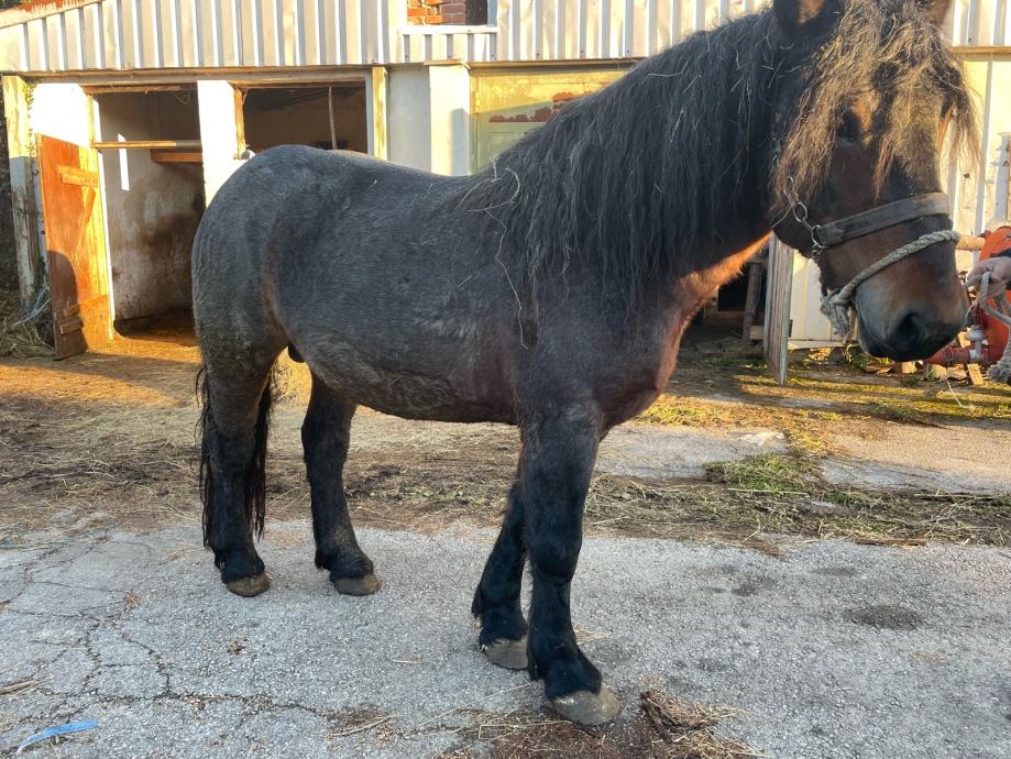 Pastuh Hrvatski Posavac