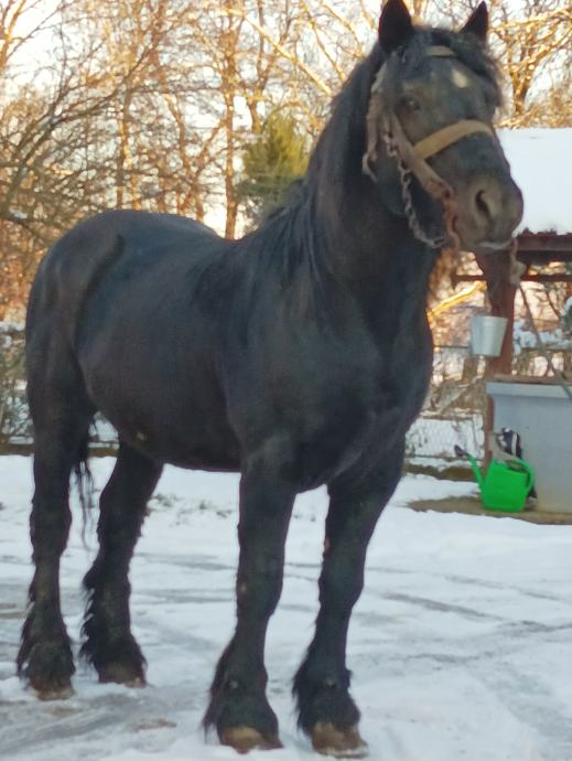 Pastuh hrvatski posavac