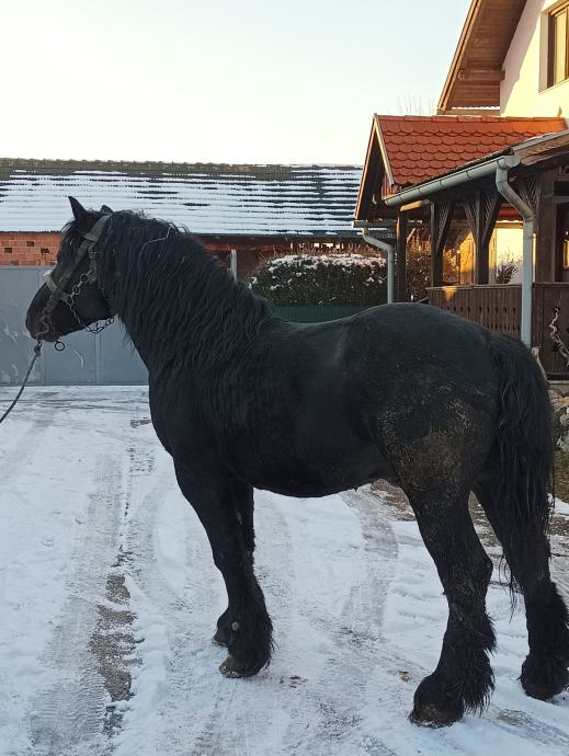 Pastuh hrvatski posavac