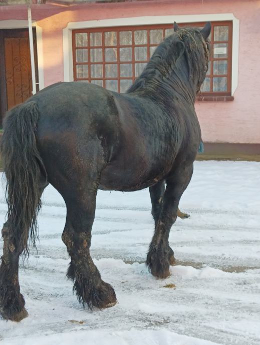 Pastuh hrvatski posavac