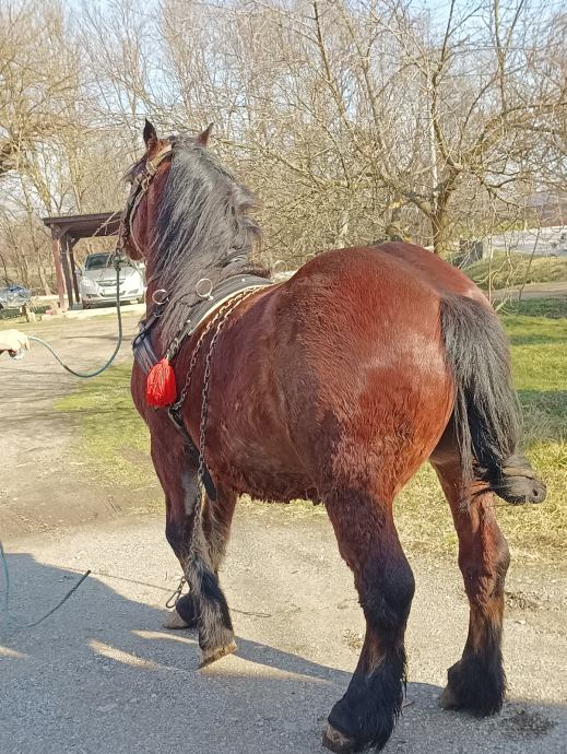 Licencirani pastuh hrvatski posavac