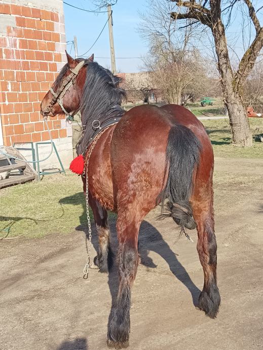 Licencirani pastuh hrvatski posavac