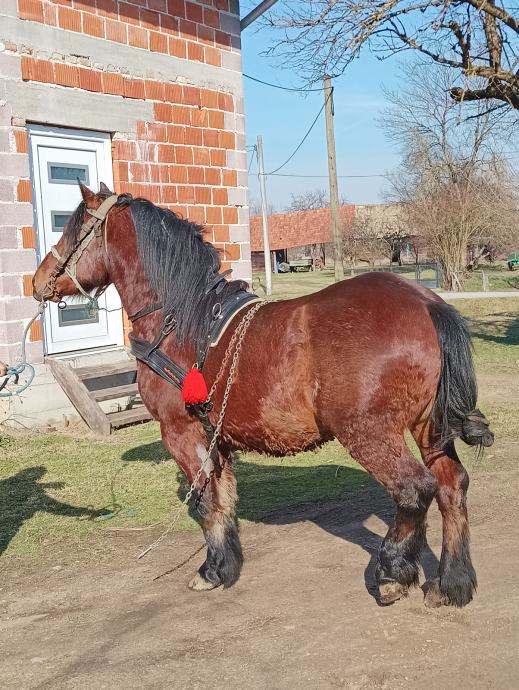 Licencirani pastuh hrvatski posavac