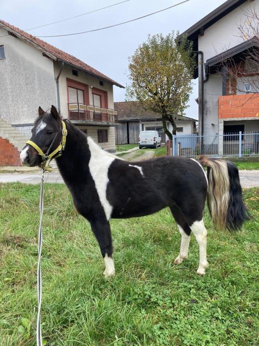 Poni konj na prodaju
