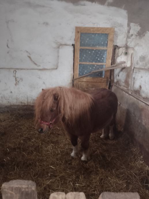 Poni konj na prodaju
