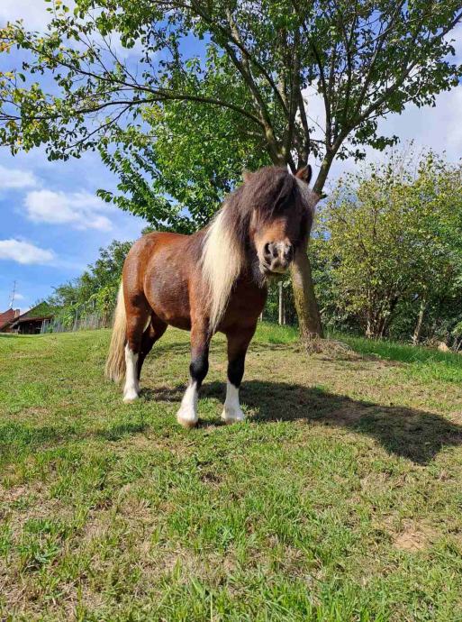 Poni, mini konj, par