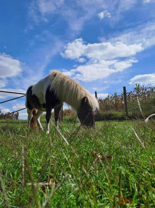 Poni, mini konj, par