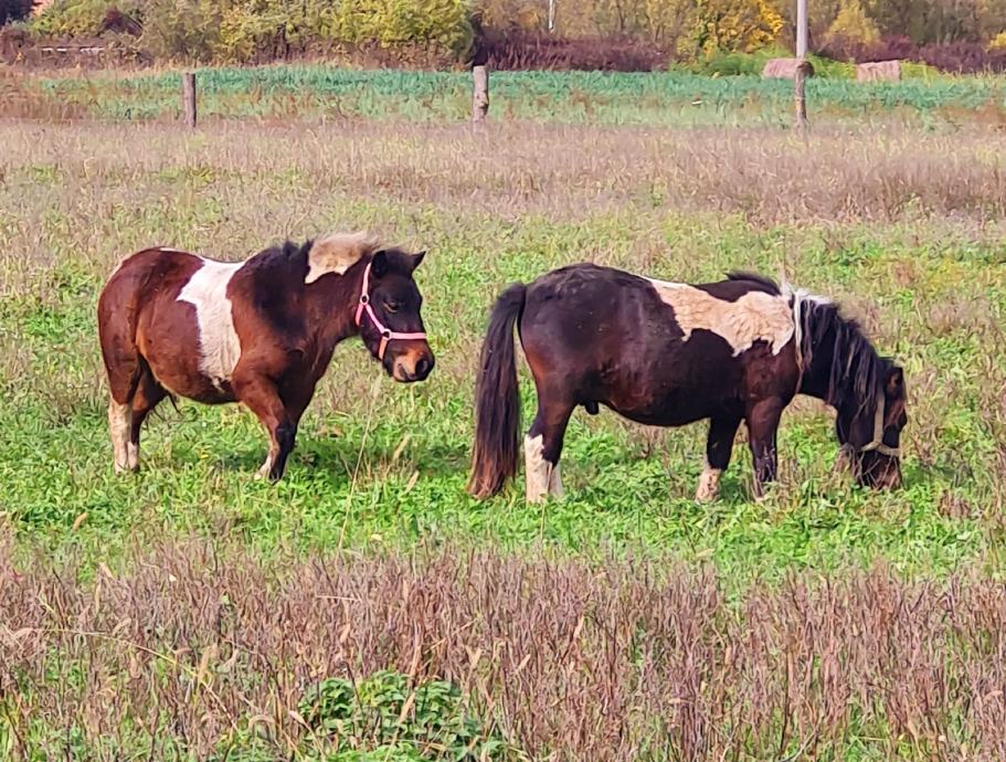 Poni muski 2god. prodaja ili zamjena