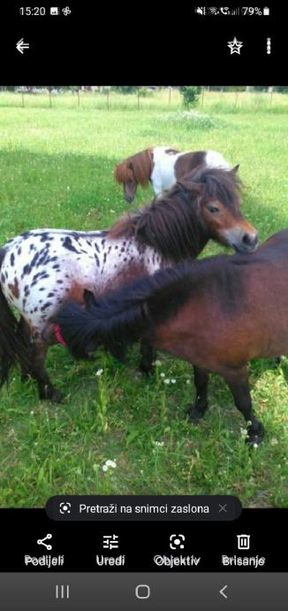 poni,pony konji mini