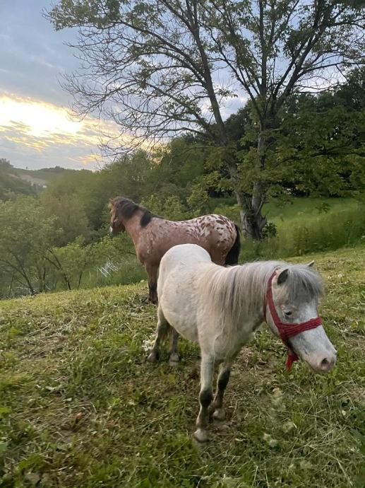 Mini konji raznih uzrasta