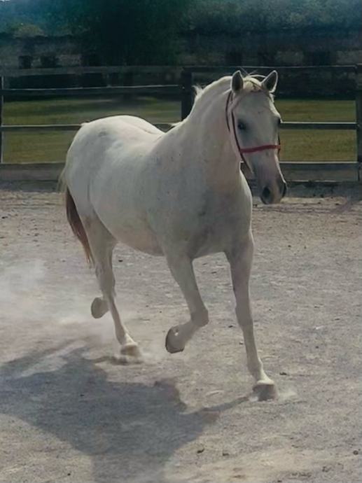 Prekrasna kobila Lipicanac (od Drzavna Ergela Lipik).