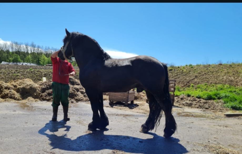 Prodaje se licencirani pastuh HH