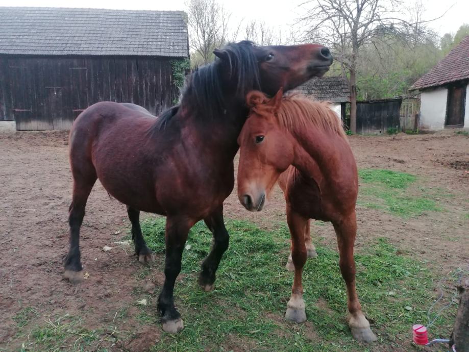 Prodajem dva konja