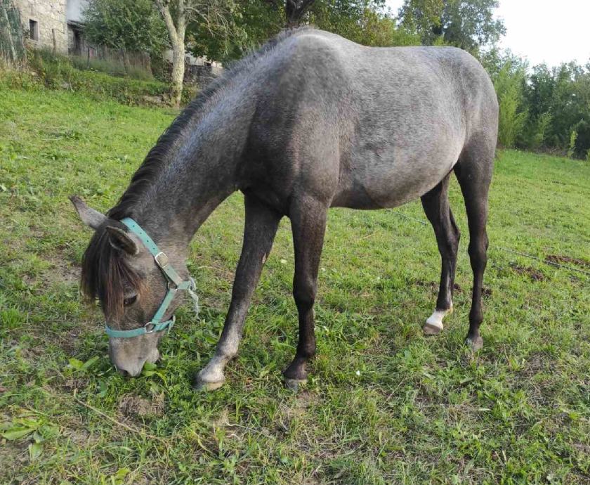 prodajem kobile omice