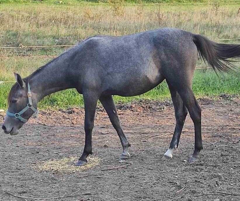 prodajem kobile omice