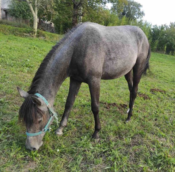 prodajem kobile omice