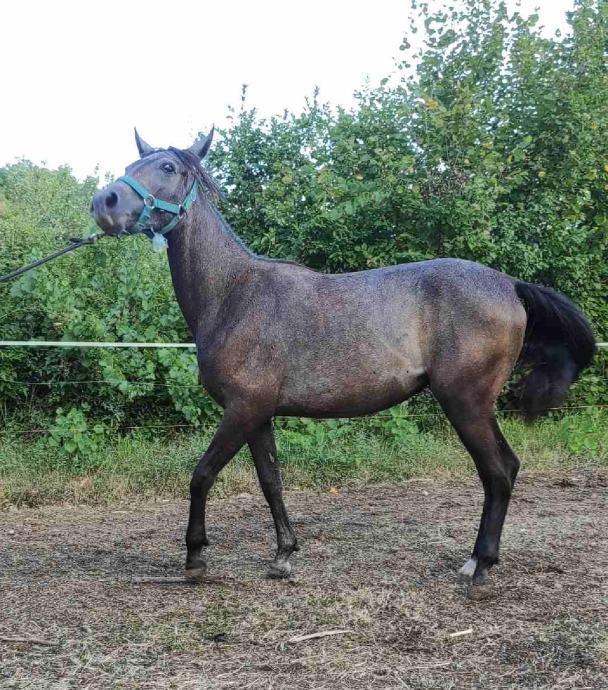 prodajem kobile omice