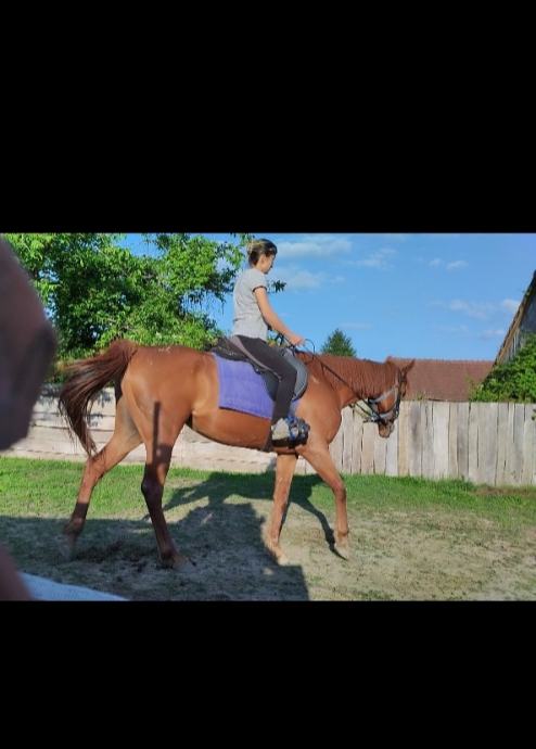 Prodajem kobilu eng. punokrvnjaka