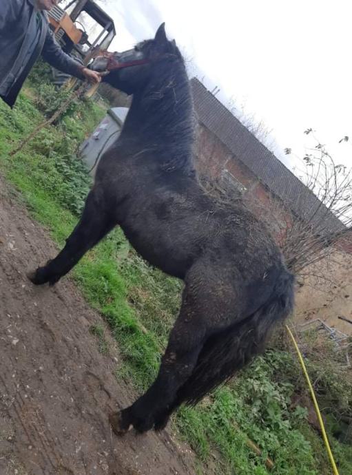 Prodajem muskog konja HH