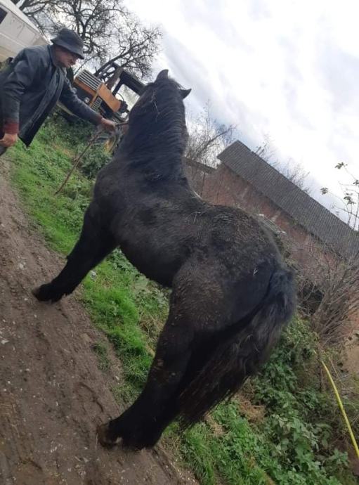 Prodajem muskog konja HH