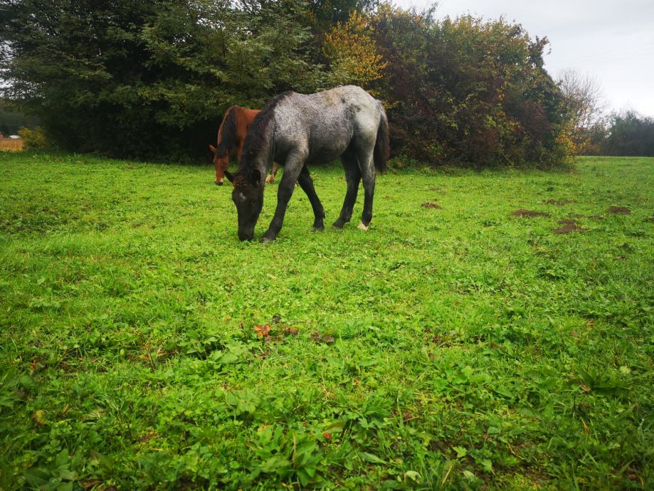 PRODAJEM ZDREBE HRVATSKI HLADNOKRVNJAK