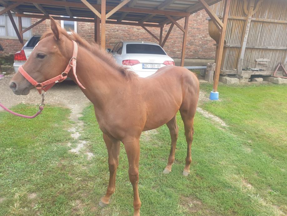 Prodajem ždrijebe američkog Quarter konja.