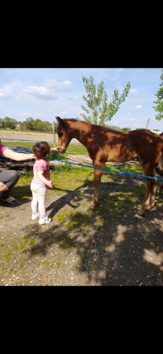 Prodajem ždrijebe američkog Quarter konja.