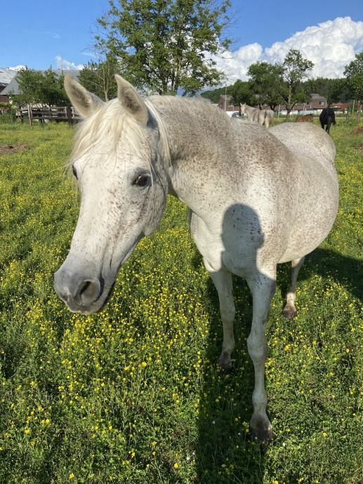 Punokrva arapska kobila Straight Egyptian