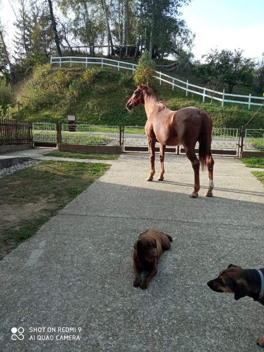 Punokrvna kobila engleske pasmine