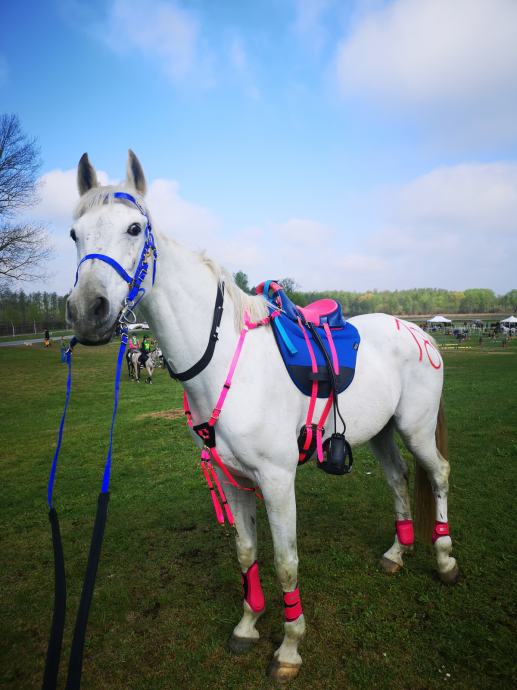 Shagya arabian - kobila