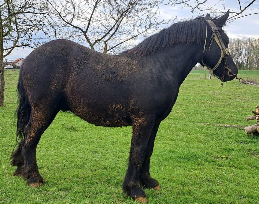 Ždrebac Hrvatski posavac