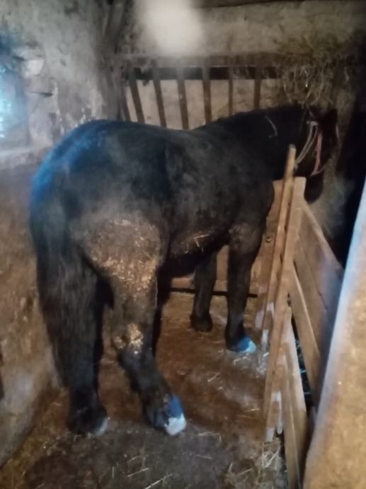 Zdrebe hladnokrvnjak