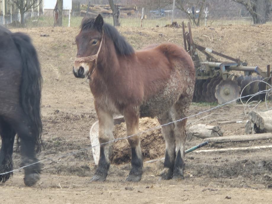 Ždrebe Hrvatski Posavac
