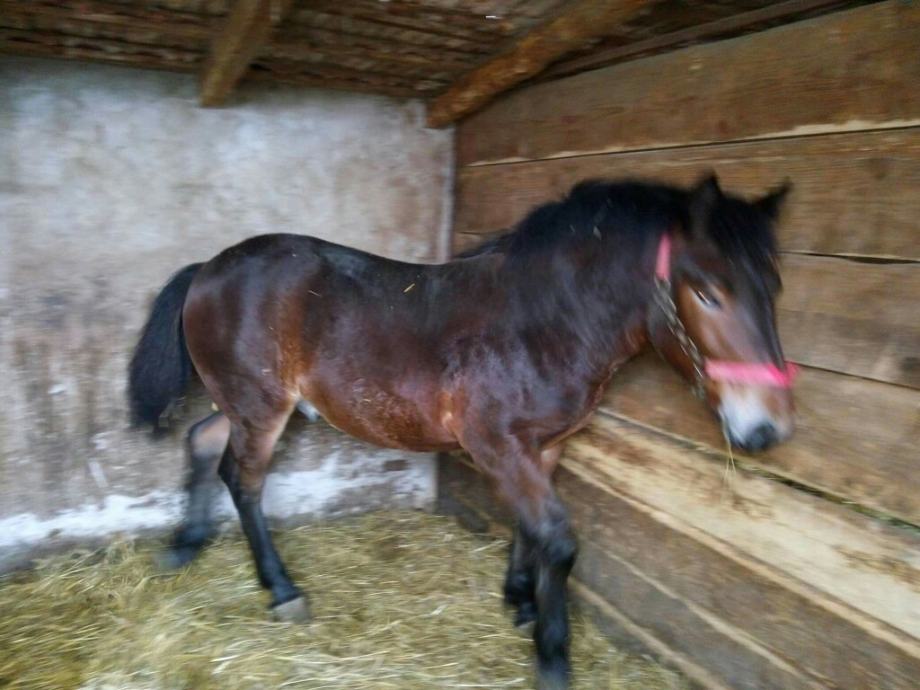 Ždrebe muško
